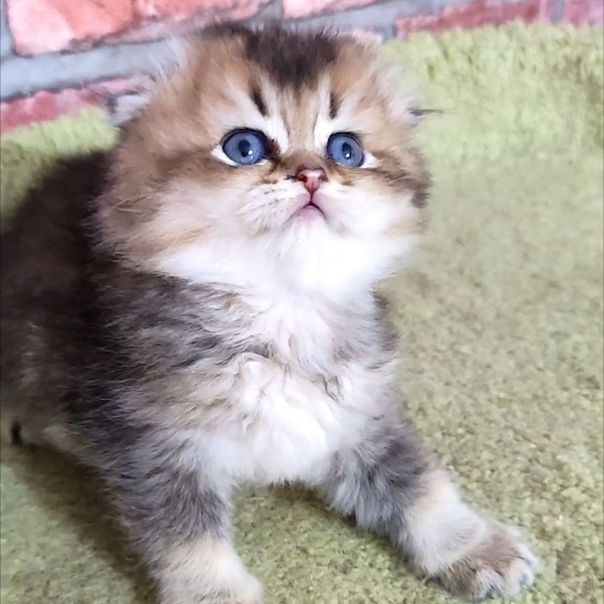 Шотландская девочка(булочка с маком)