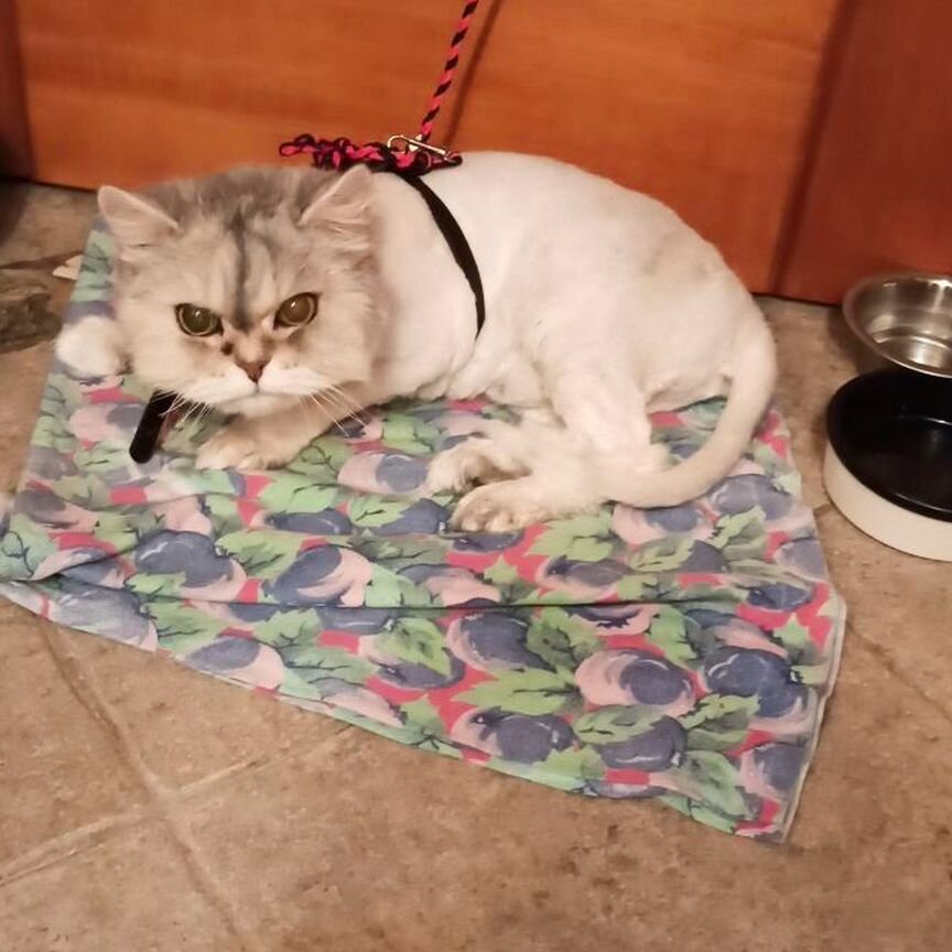 Кошка взрослая перс порода шиншилла