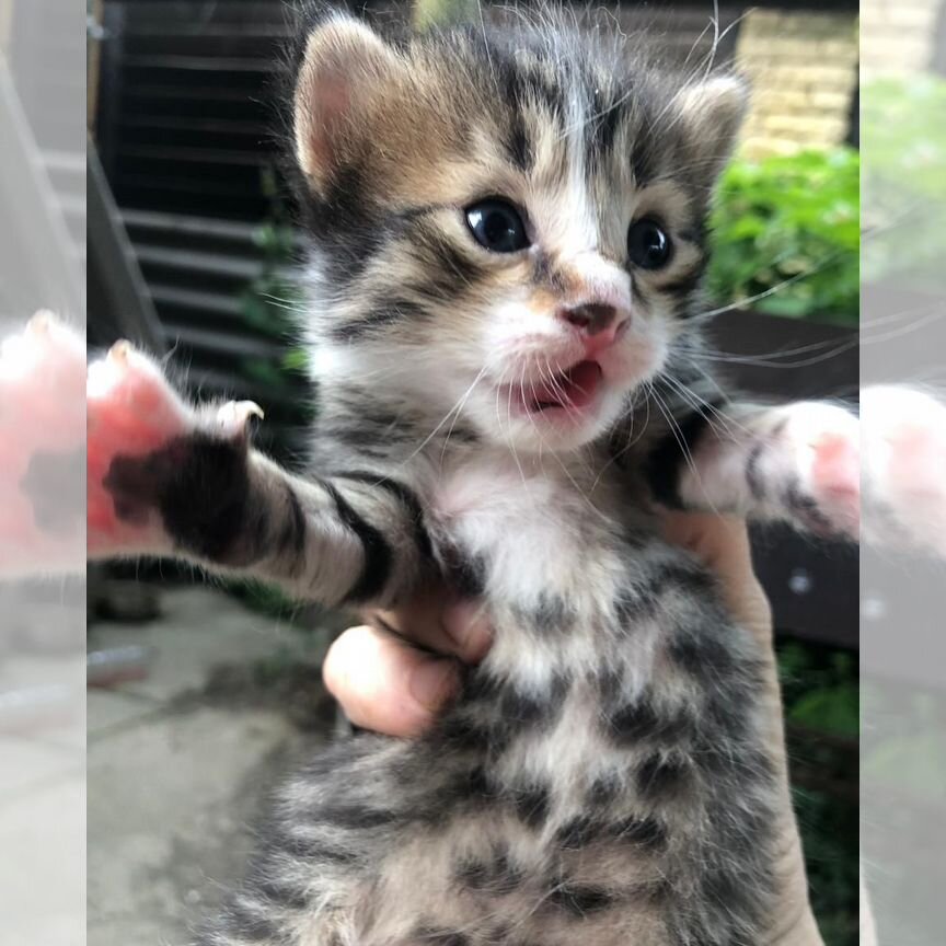 Котята с тигровым окрасом в добрые руки бесплатно