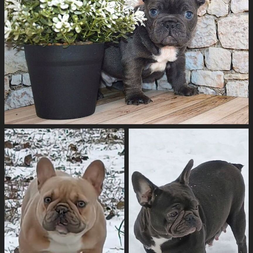 Голубые щенки французского бульдога