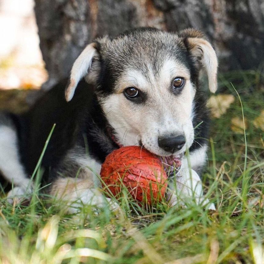 Щенок-подросток, юный красавец, ищет семью