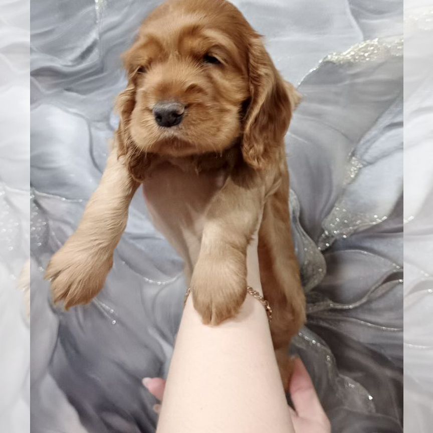 Английский кокер-спаниель, щенок