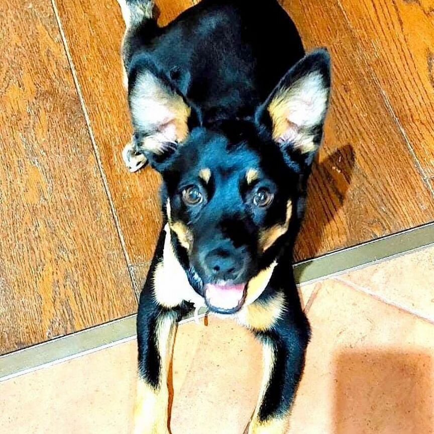 Месси микроовчарка мальчик 7кг 7 мес в добрые руки