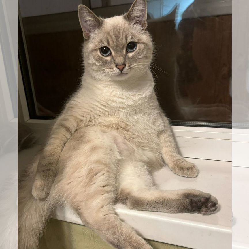 Голубоглазая кошка