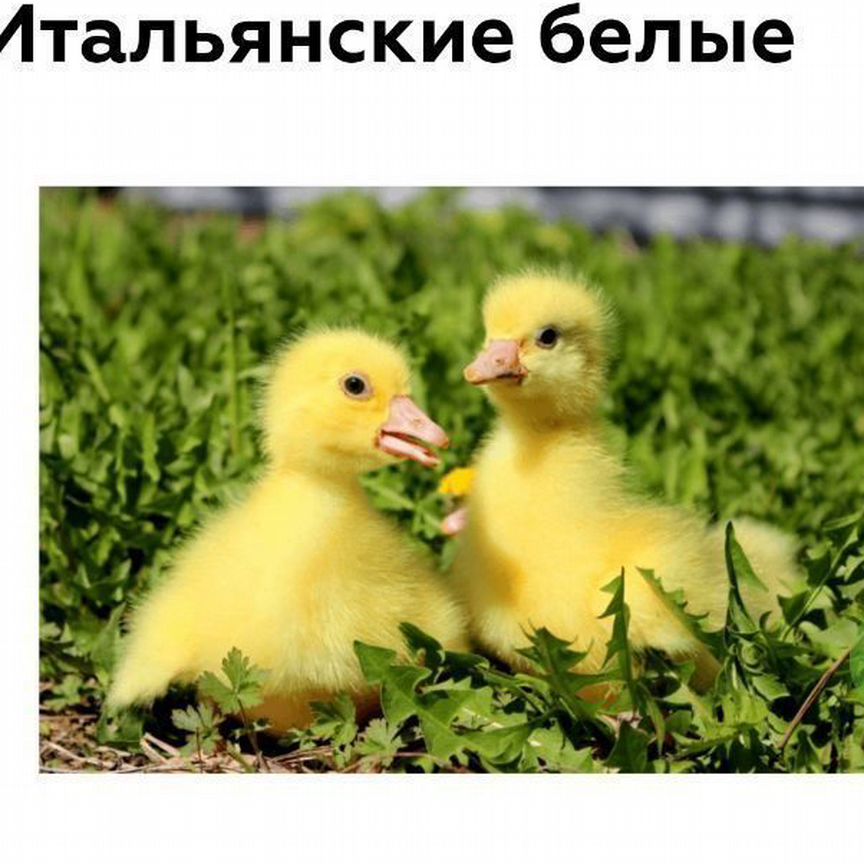 Гусята породы Линда