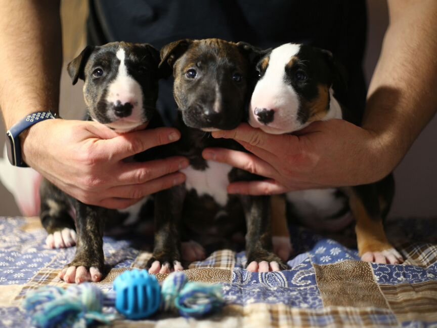 Щенки бультерьера