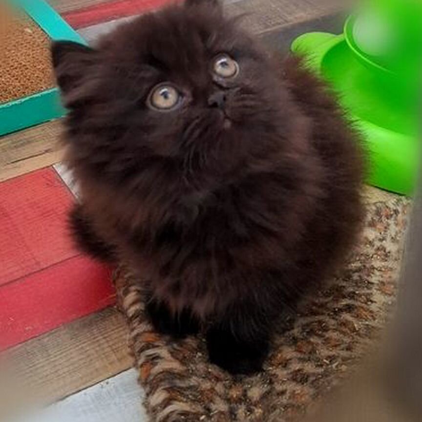 Британский темный шоколад