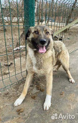 Собака умирает от одиночества