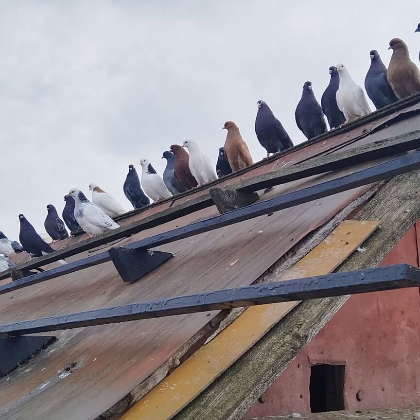 Голубятня с голубями