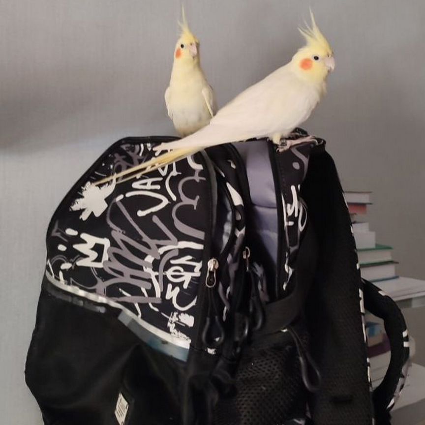 Попугай корелла пара