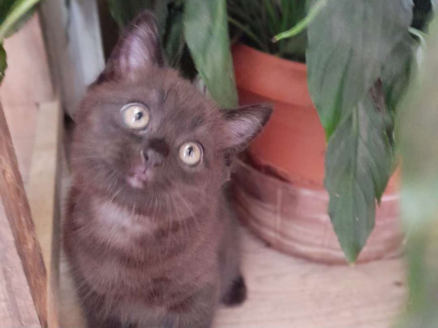 Британский котенок мальчик
