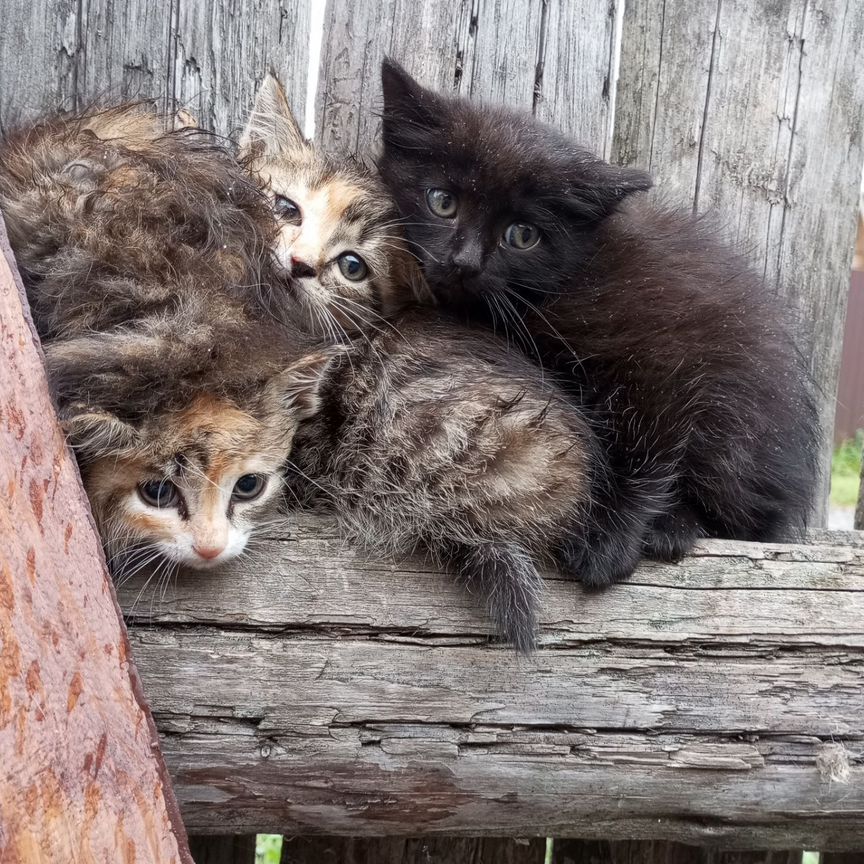 Котята в добрые руки