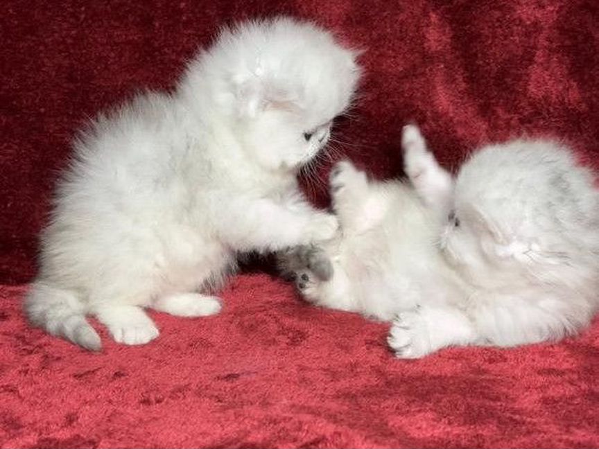Персидские котята (шиншиллы)