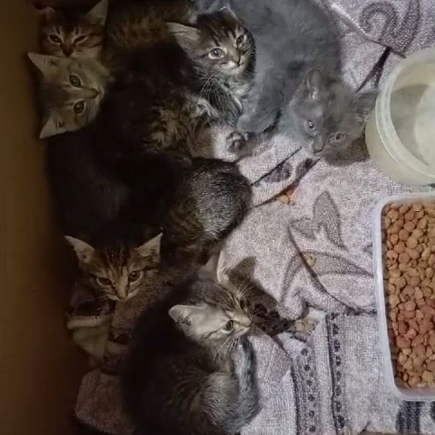 Котята в добрые руки