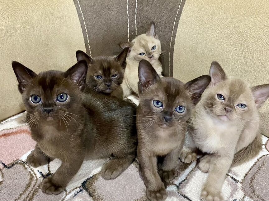 Бурманские котята
