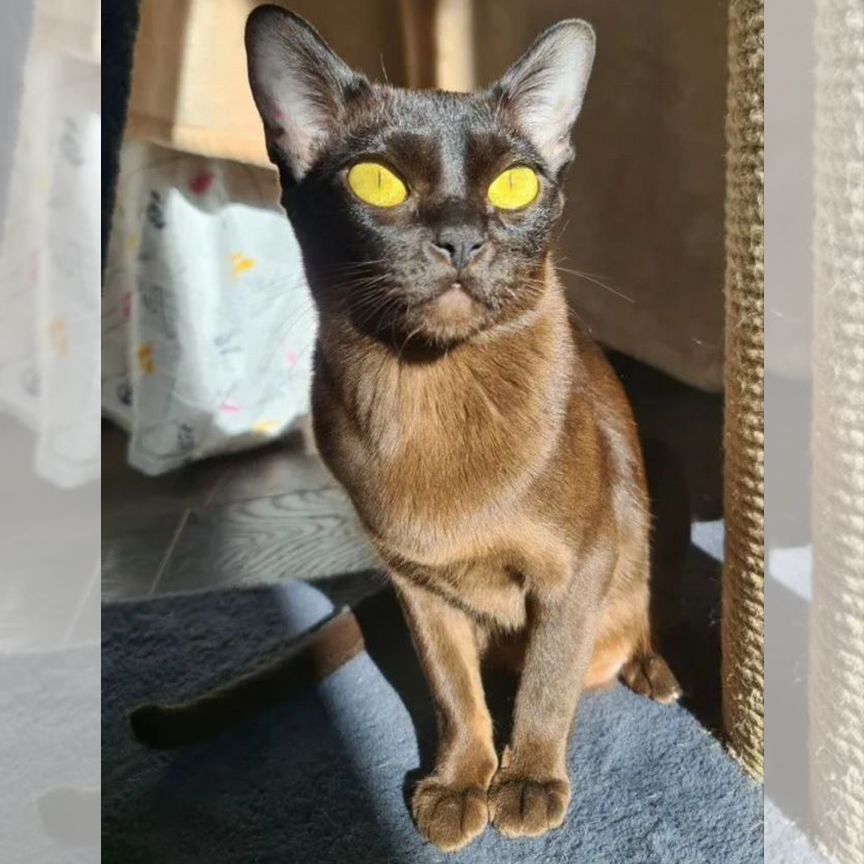 Американская бурма