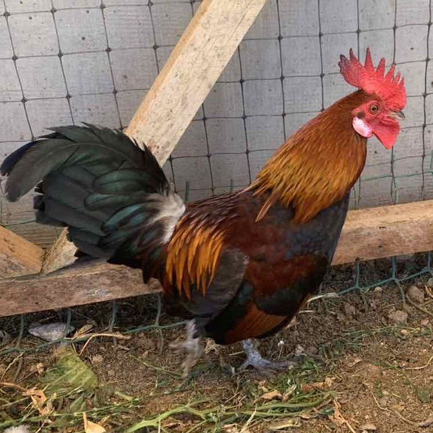 Петушок и курочка бентаминки