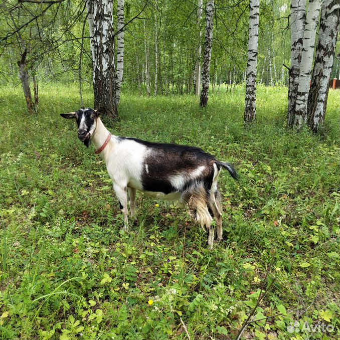 Коза альпийская дойная
