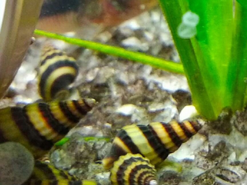 Улитки Хилена