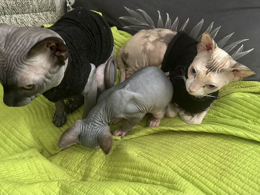 Канадский сфинкс котенок