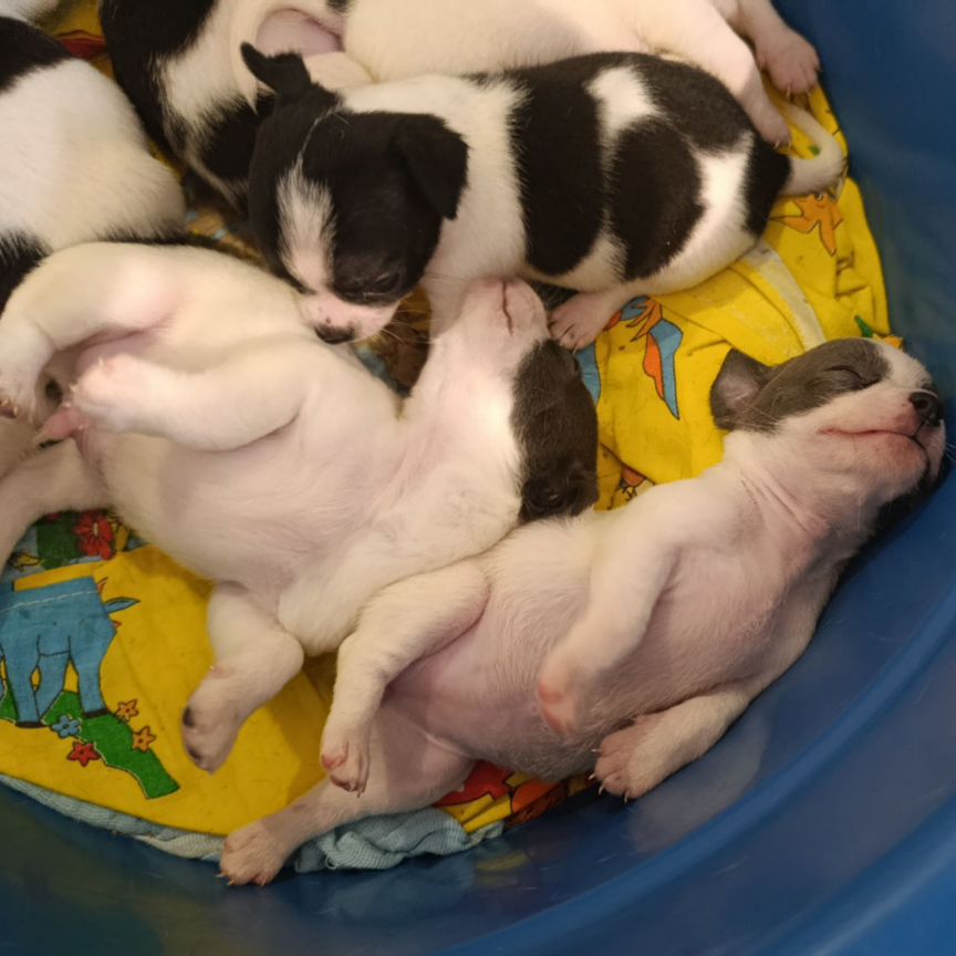 Чихуахуа, щенок