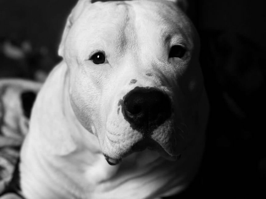 Стафарширский терьер