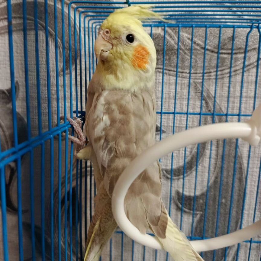 Попугай корелла