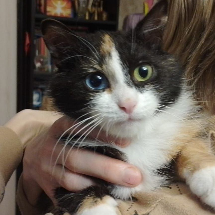 Кошечка Плюша в добрые руки