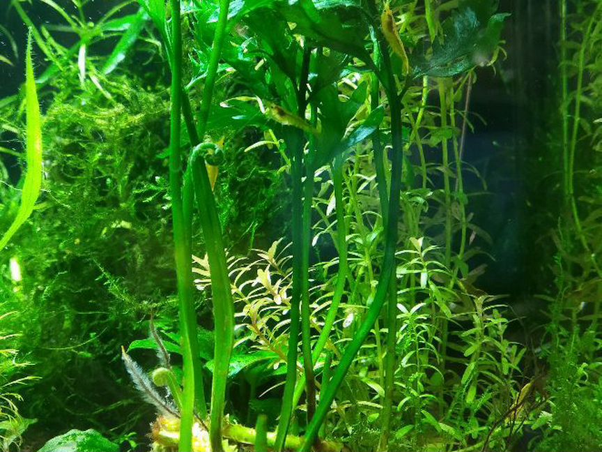 Папоротник Болбитис