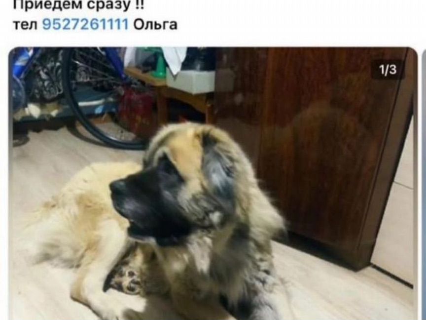 Потерялась собака