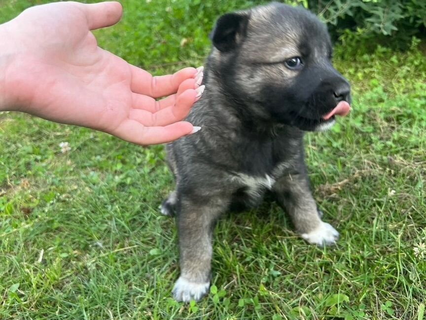 Щенки метис Лайка и Овчарка