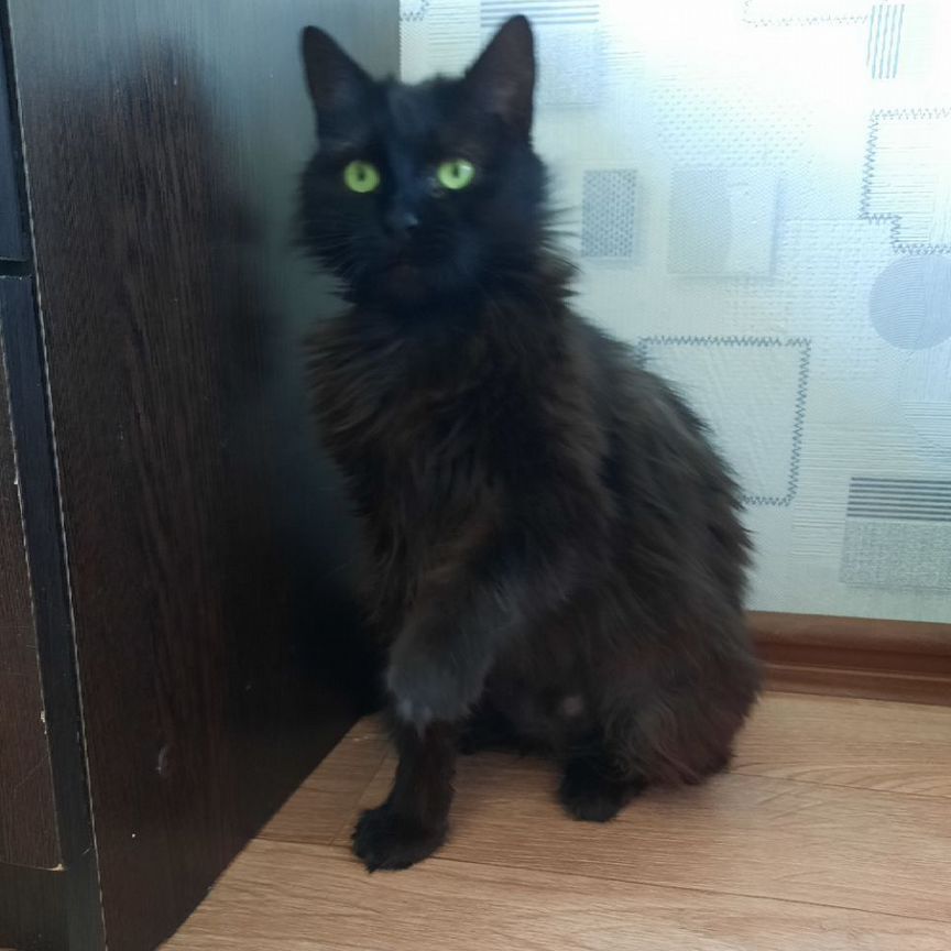 Кошка
