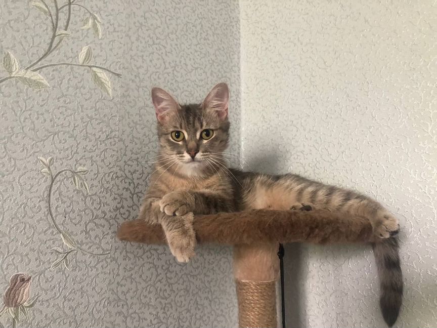 Отдам в добрые руки кошку