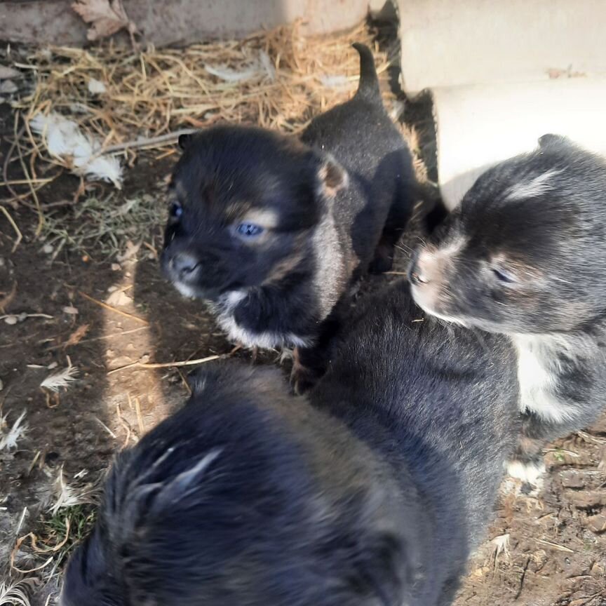 Ищу кутятам добрые руки