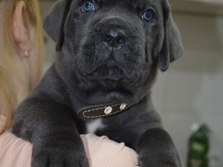 Щенки Кане Корсо с документами РКФ