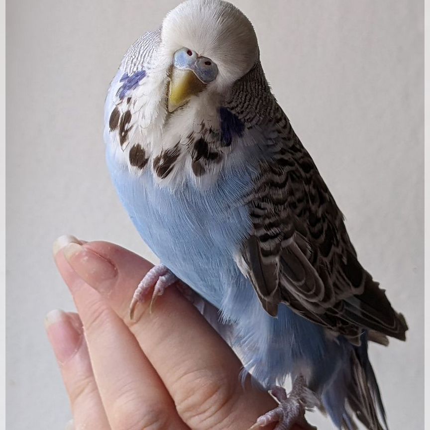 Волнистый попугай ввп чех самка