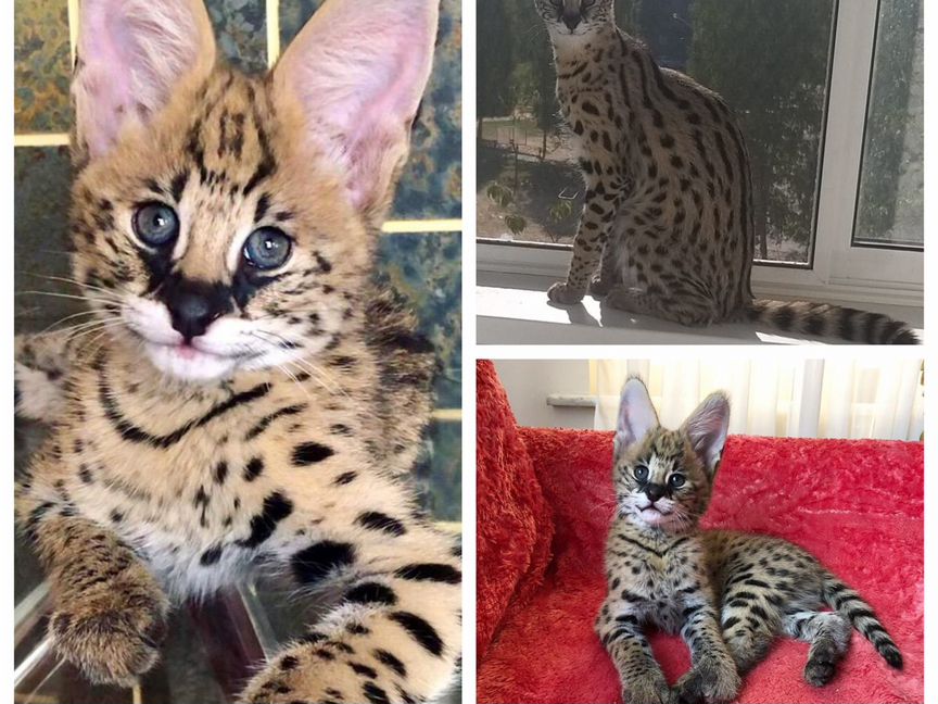 Саванна котята ручные