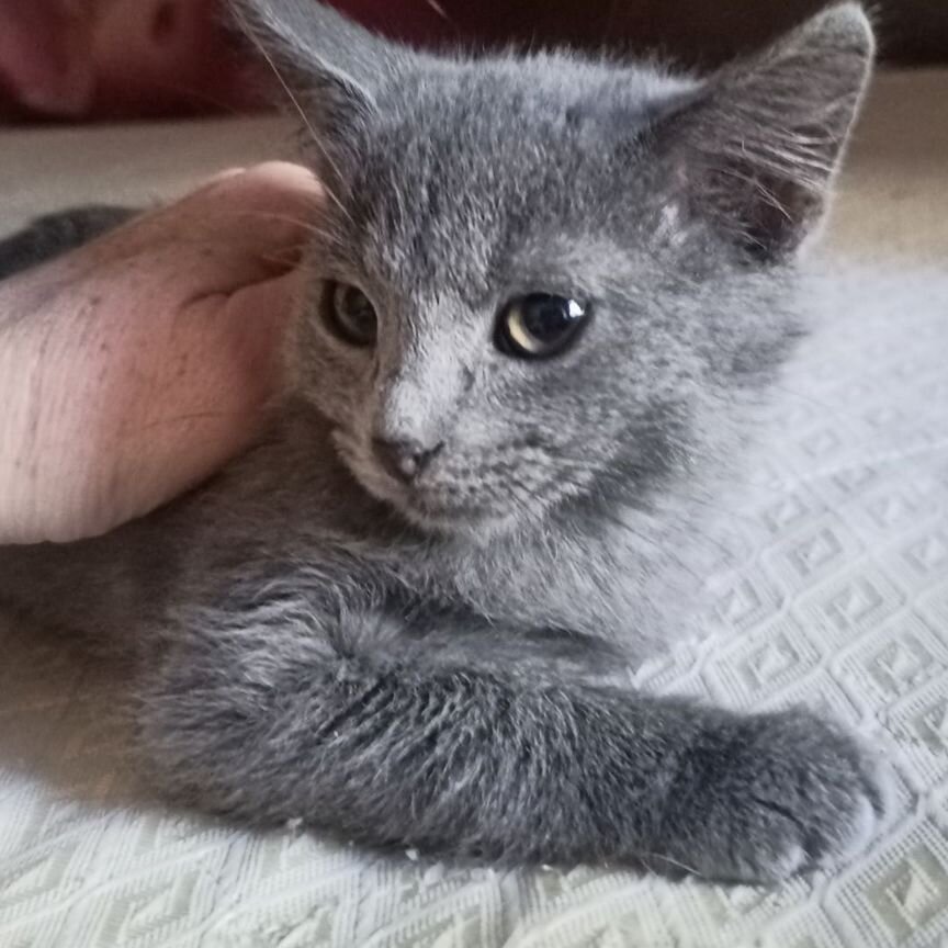 Котенок в добрые ручки