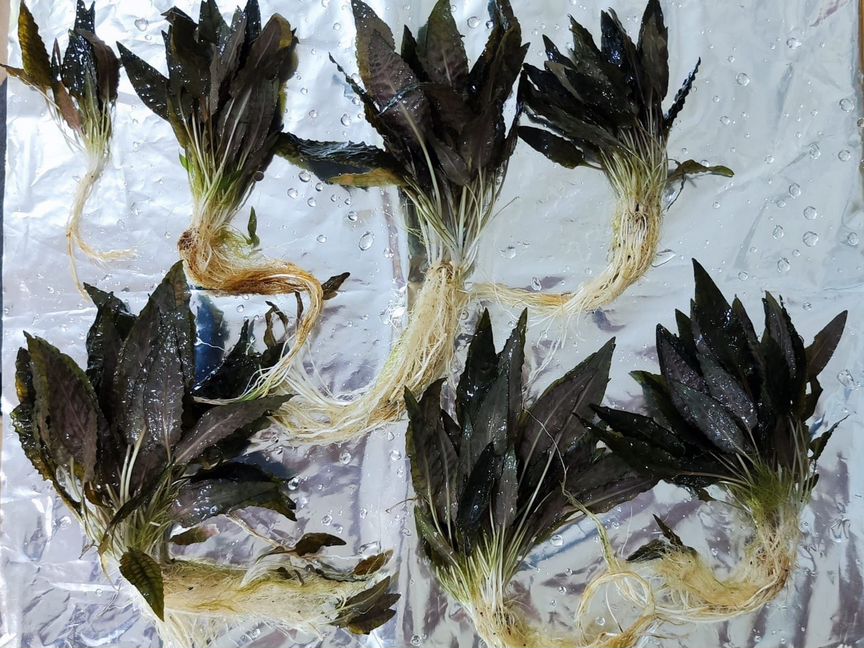 Криптокорина Нури Цена за все на фото