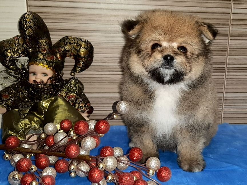 Очаровательный щенок дизайнерской породы