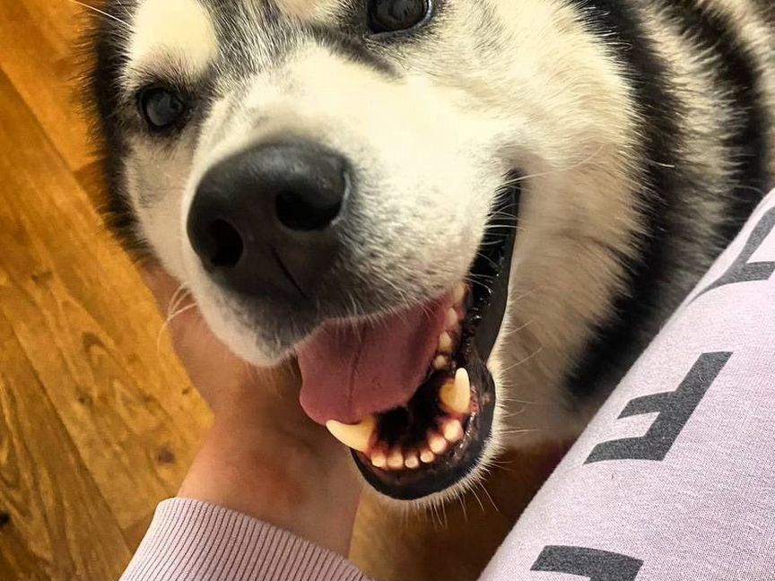 Маламута в добрые руки