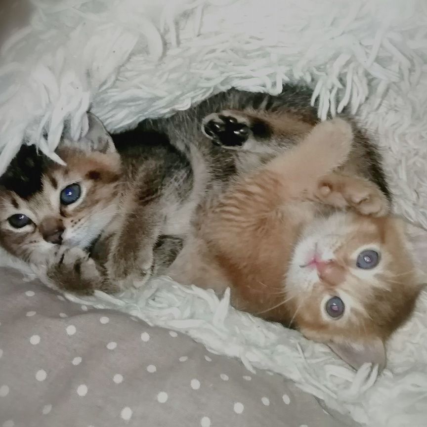 Абиссинские котята