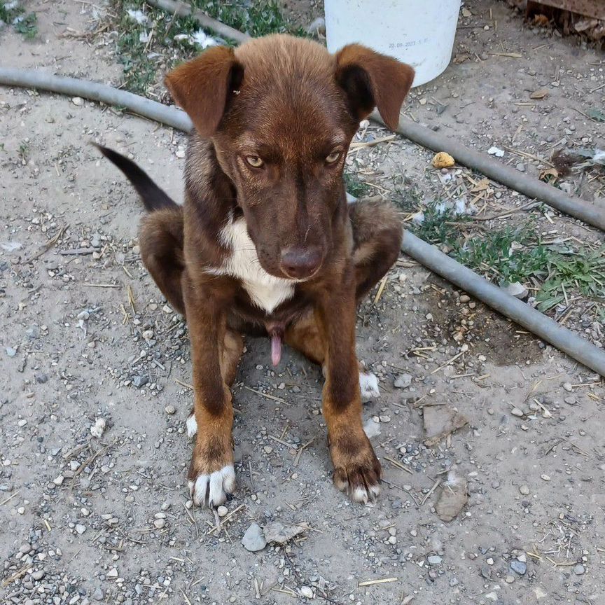 Щенок в добрые руки бесплатно