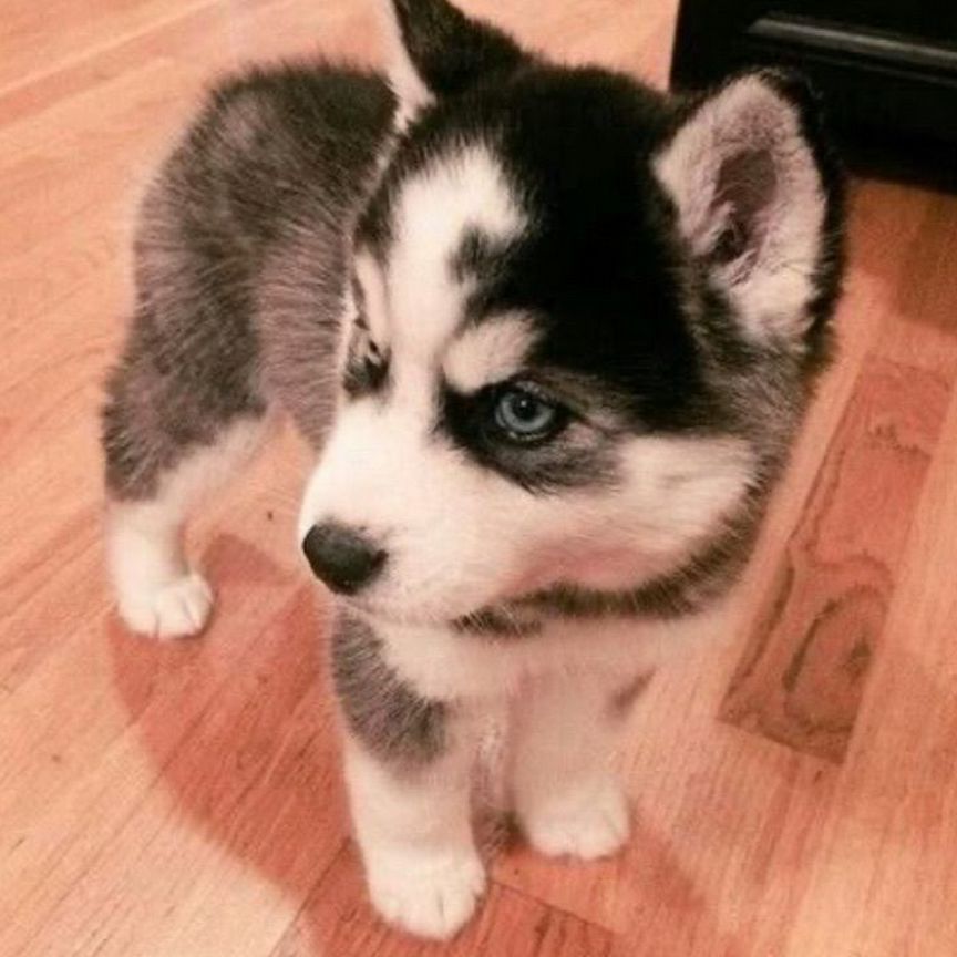 Сибирский хаски, щенок