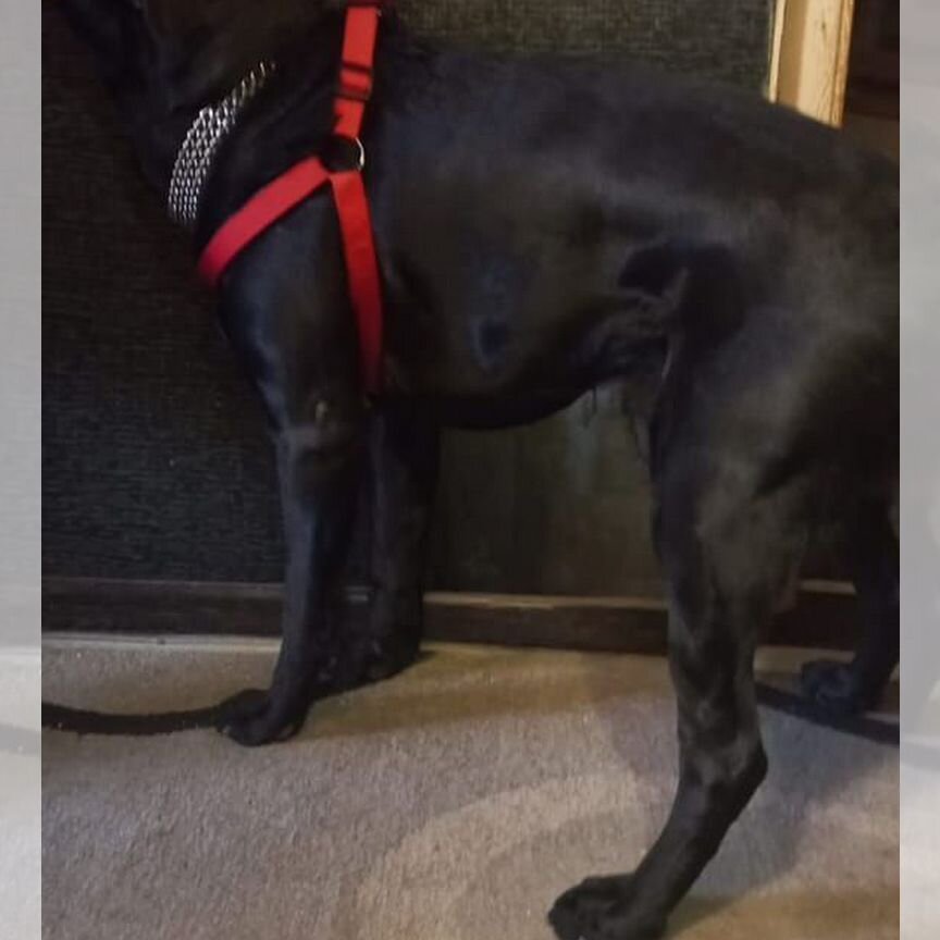 Шлейка размер L красная с мягкими накладками