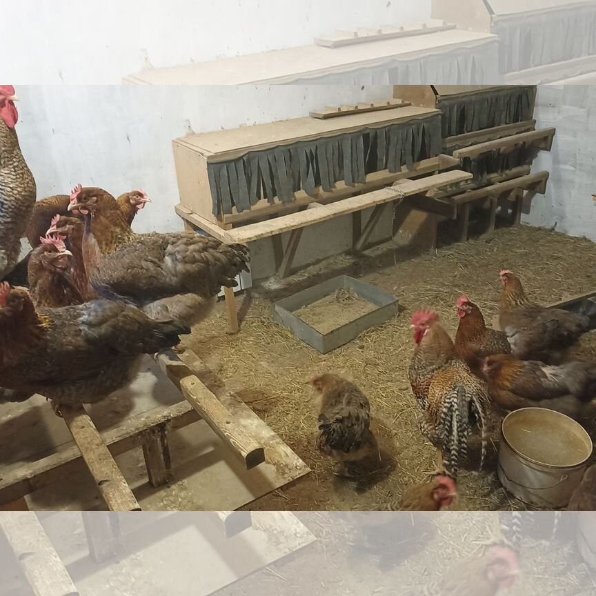 Инкубационное яйцо билефельдер