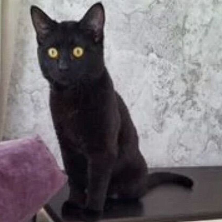 Котик 9 -10 месяцев кастрирован
