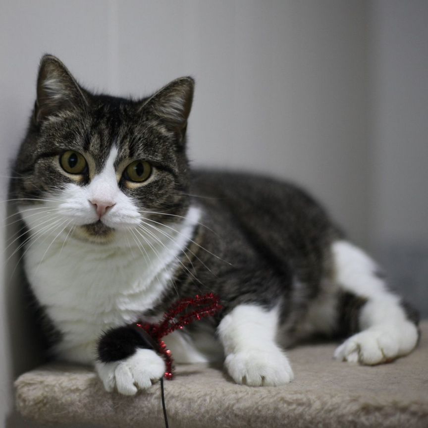 Взрослая, Девочка кошка в добрые руки