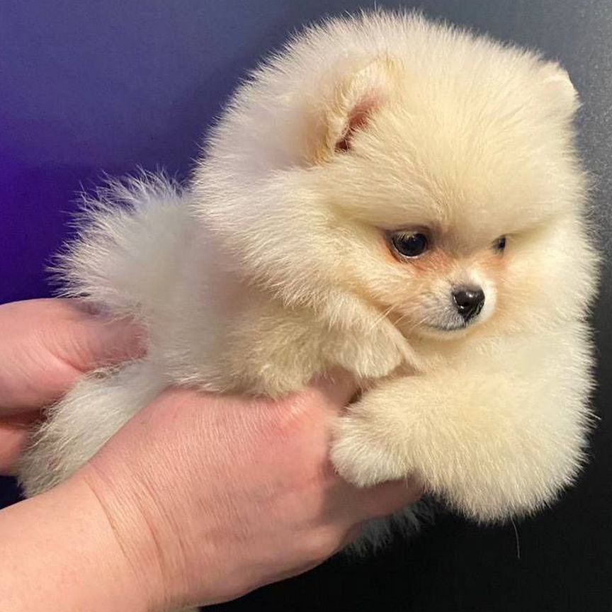 Мини малыши