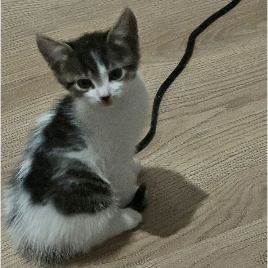 Котёнок в добрые руки